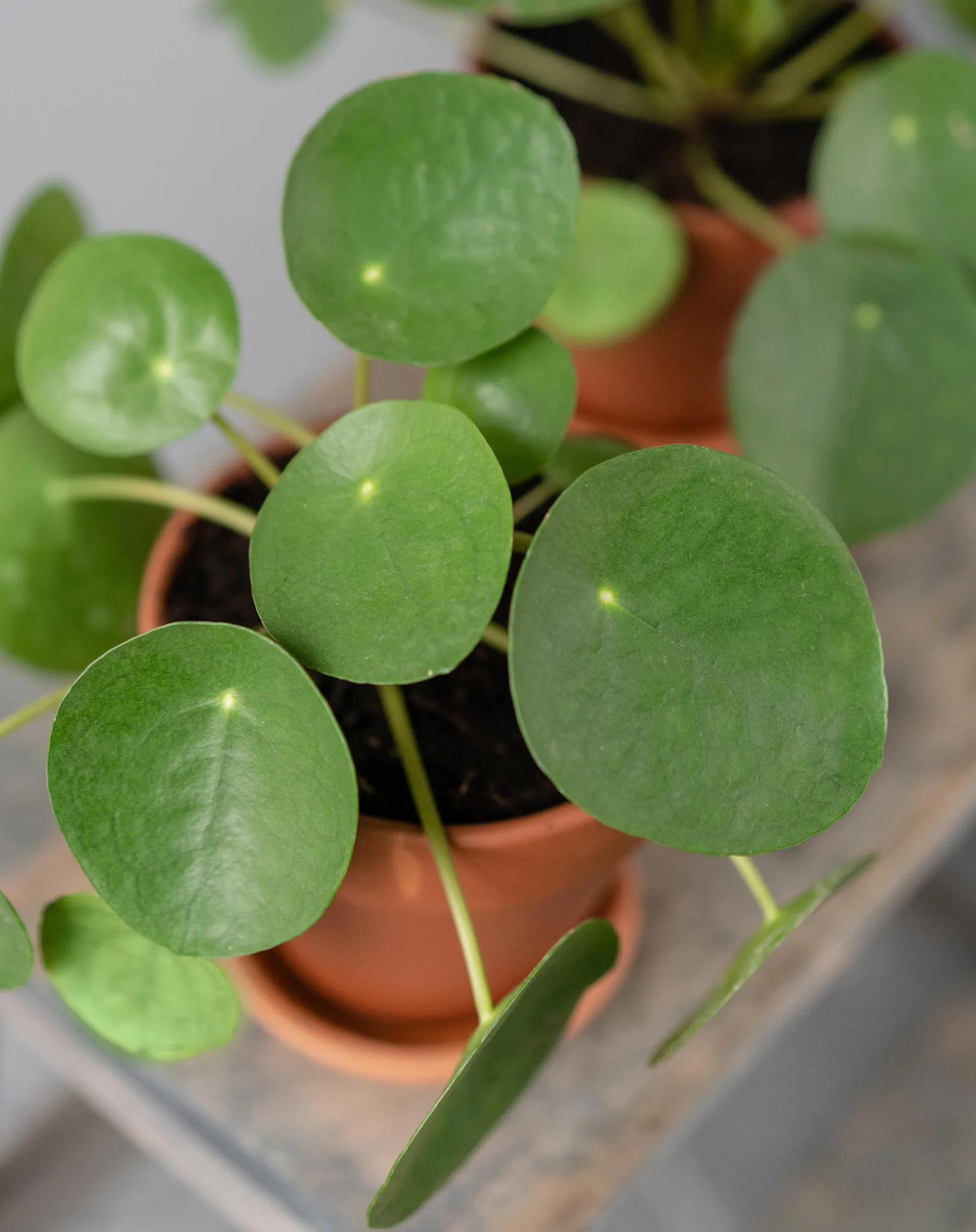 10 of the best pot plants for your home - Your Home and Garden NZ