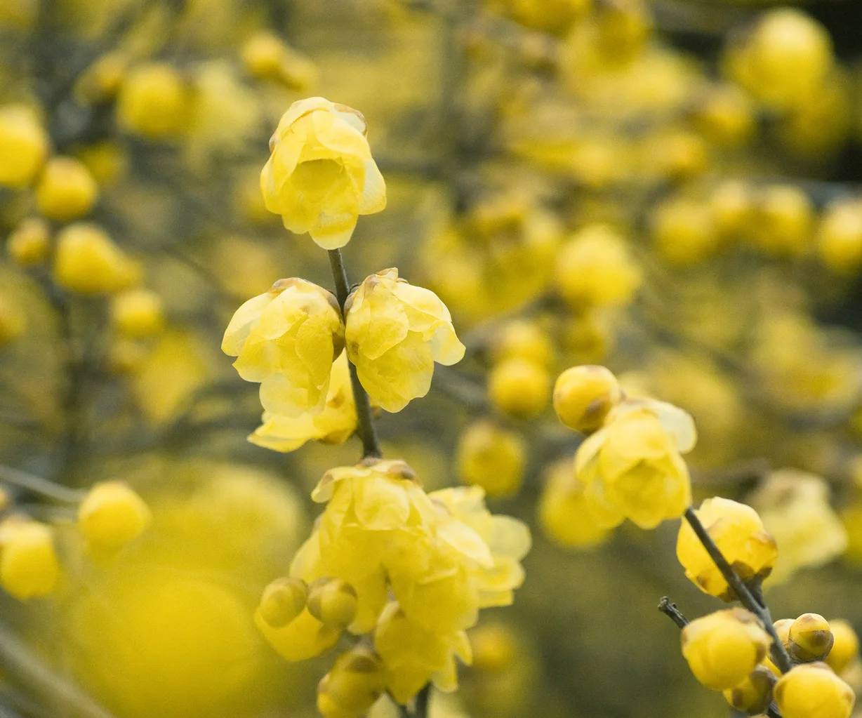 10 fabulous winter bloomers - Your Home and Garden NZ