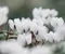 10 fabulous winter bloomers - Your Home and Garden NZ