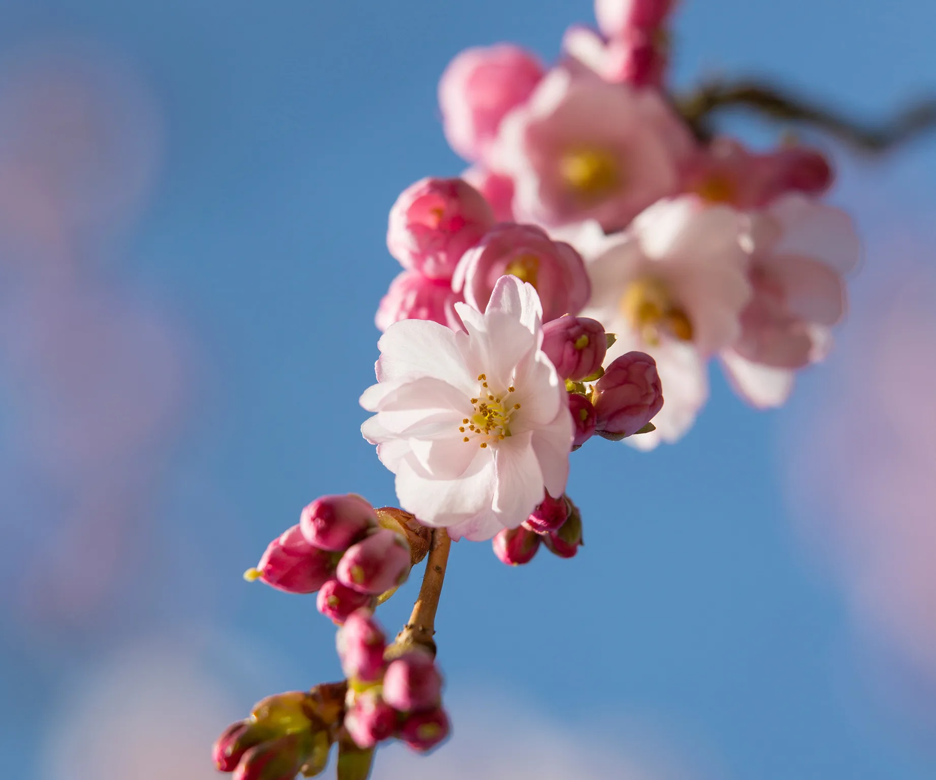 10 fabulous winter bloomers - Your Home and Garden NZ