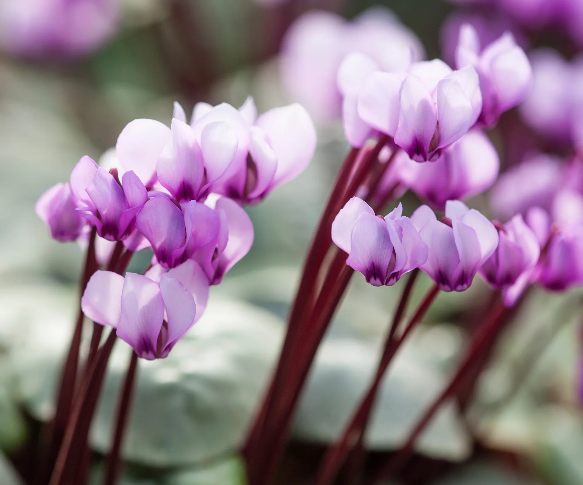 10 fabulous winter bloomers - Your Home and Garden NZ