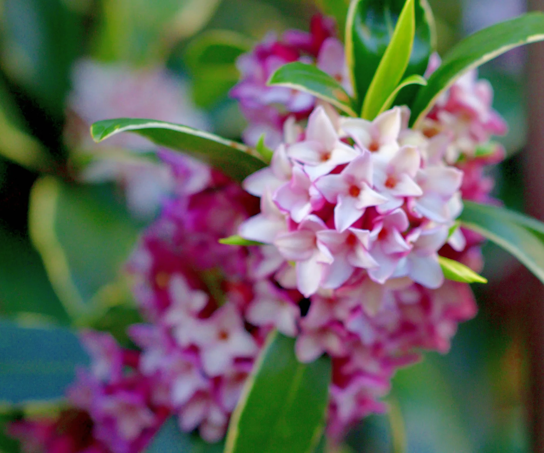10 fabulous winter bloomers - Your Home and Garden NZ