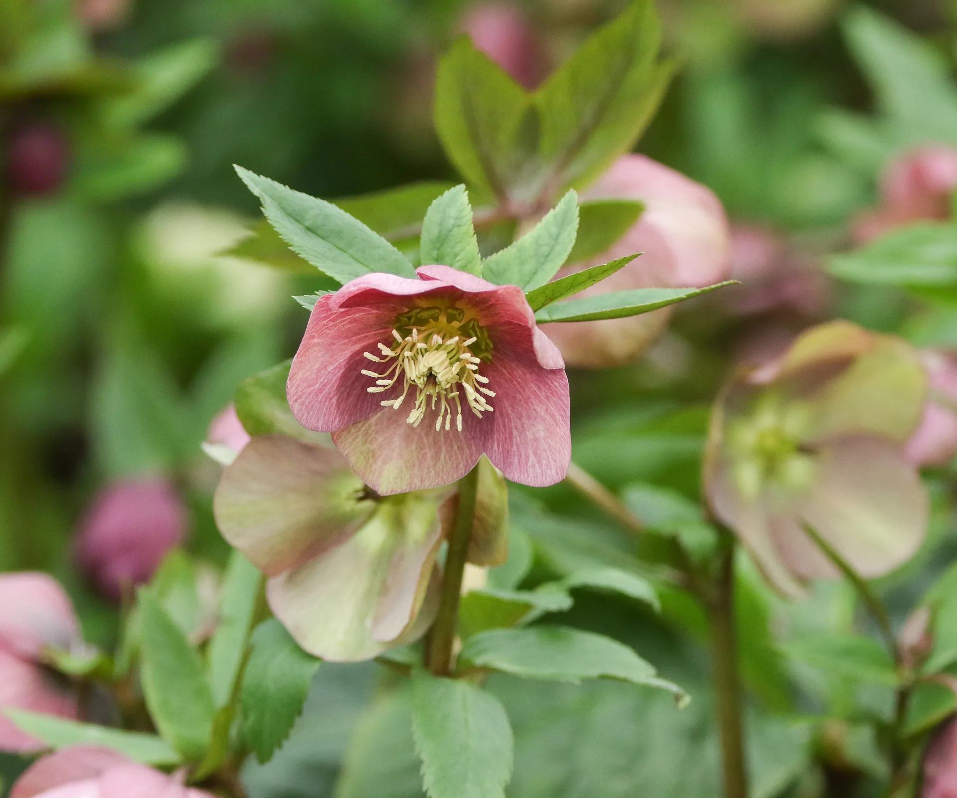 10 fabulous winter bloomers - Your Home and Garden NZ