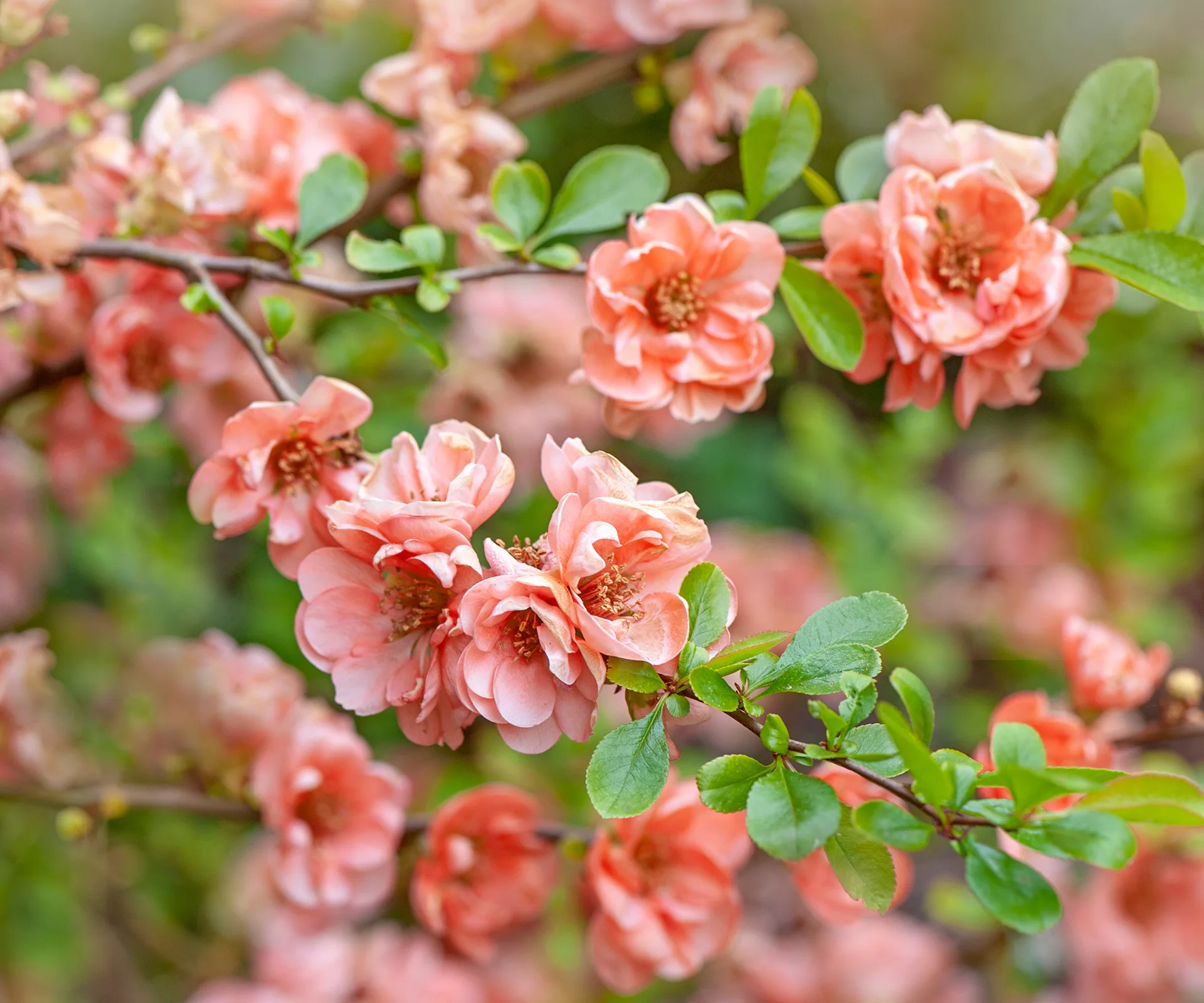 10 fabulous winter bloomers - Your Home and Garden NZ