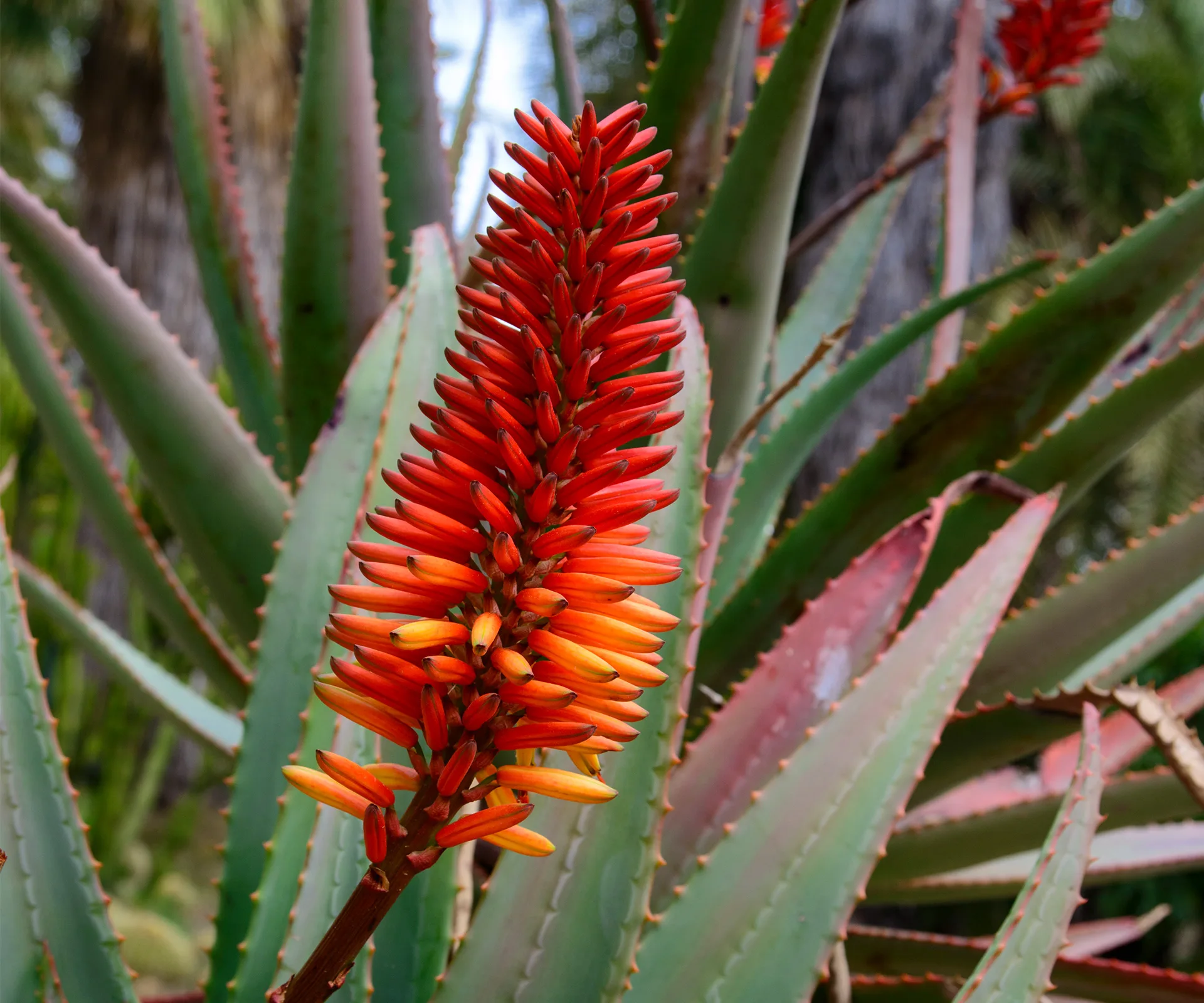 10 fabulous winter bloomers - Your Home and Garden NZ