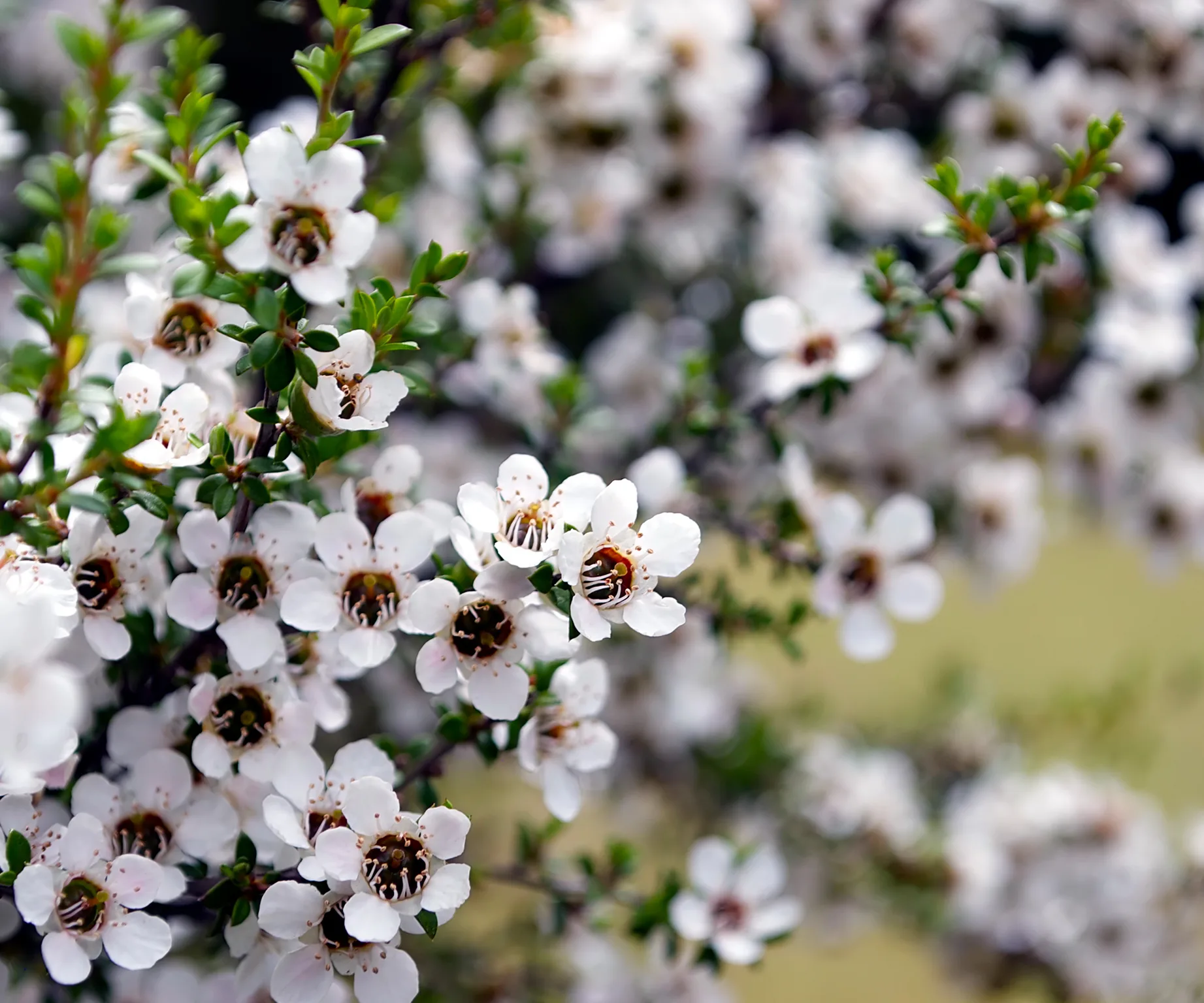 10 fabulous winter bloomers - Your Home and Garden NZ