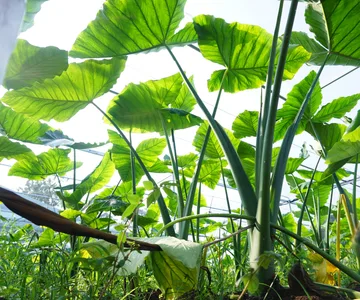 Pretty deadly: Watch out for these common yet poisonous plants