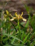 Pretty deadly: Watch out for these common yet poisonous plants