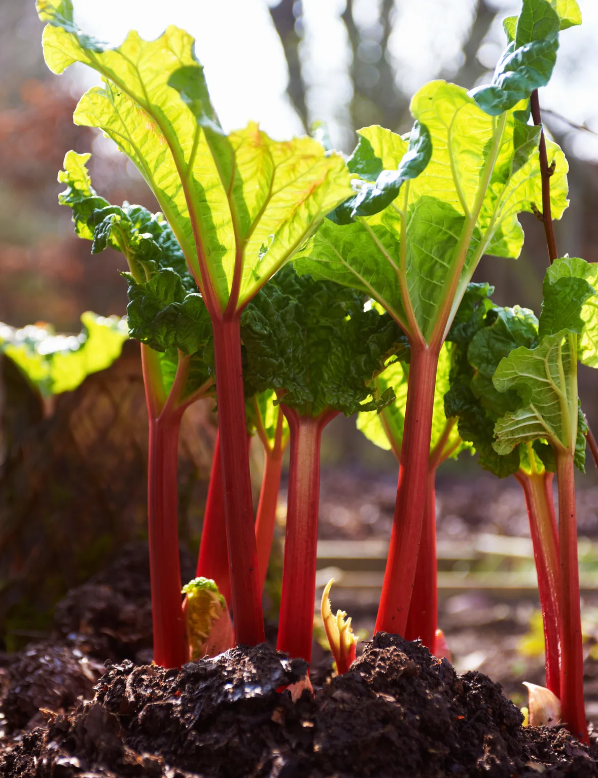 Pretty deadly: Watch out for these common yet poisonous plants