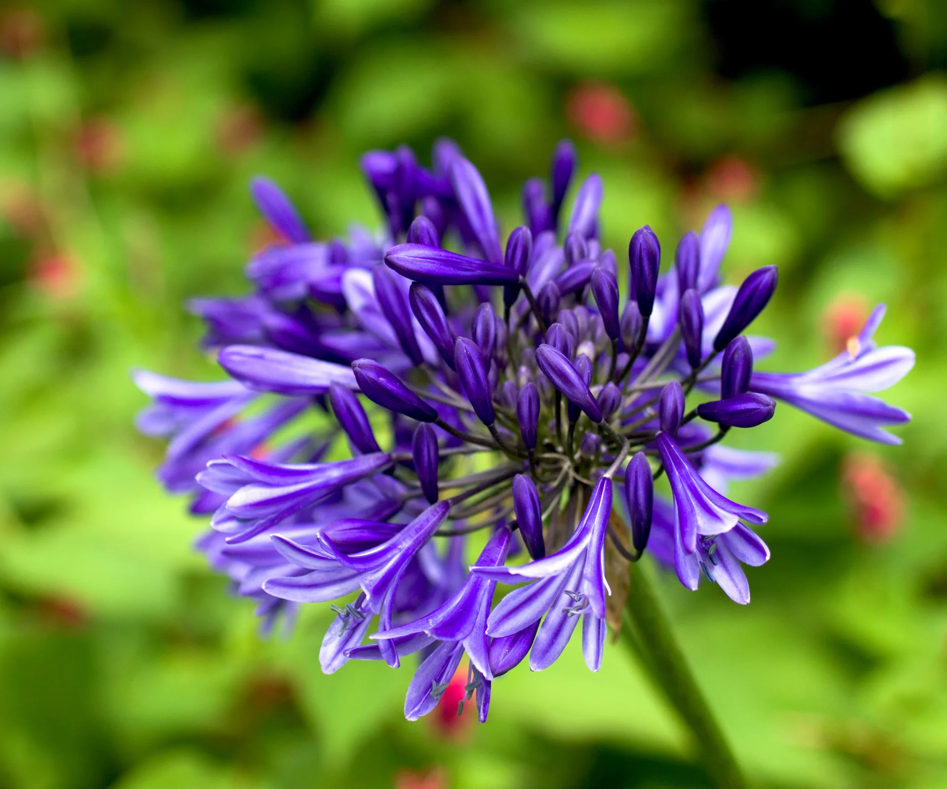 Pretty deadly: Watch out for these common yet poisonous plants