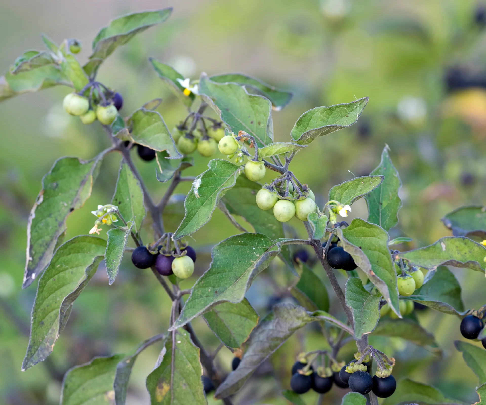 Pretty deadly: Watch out for these common yet poisonous plants