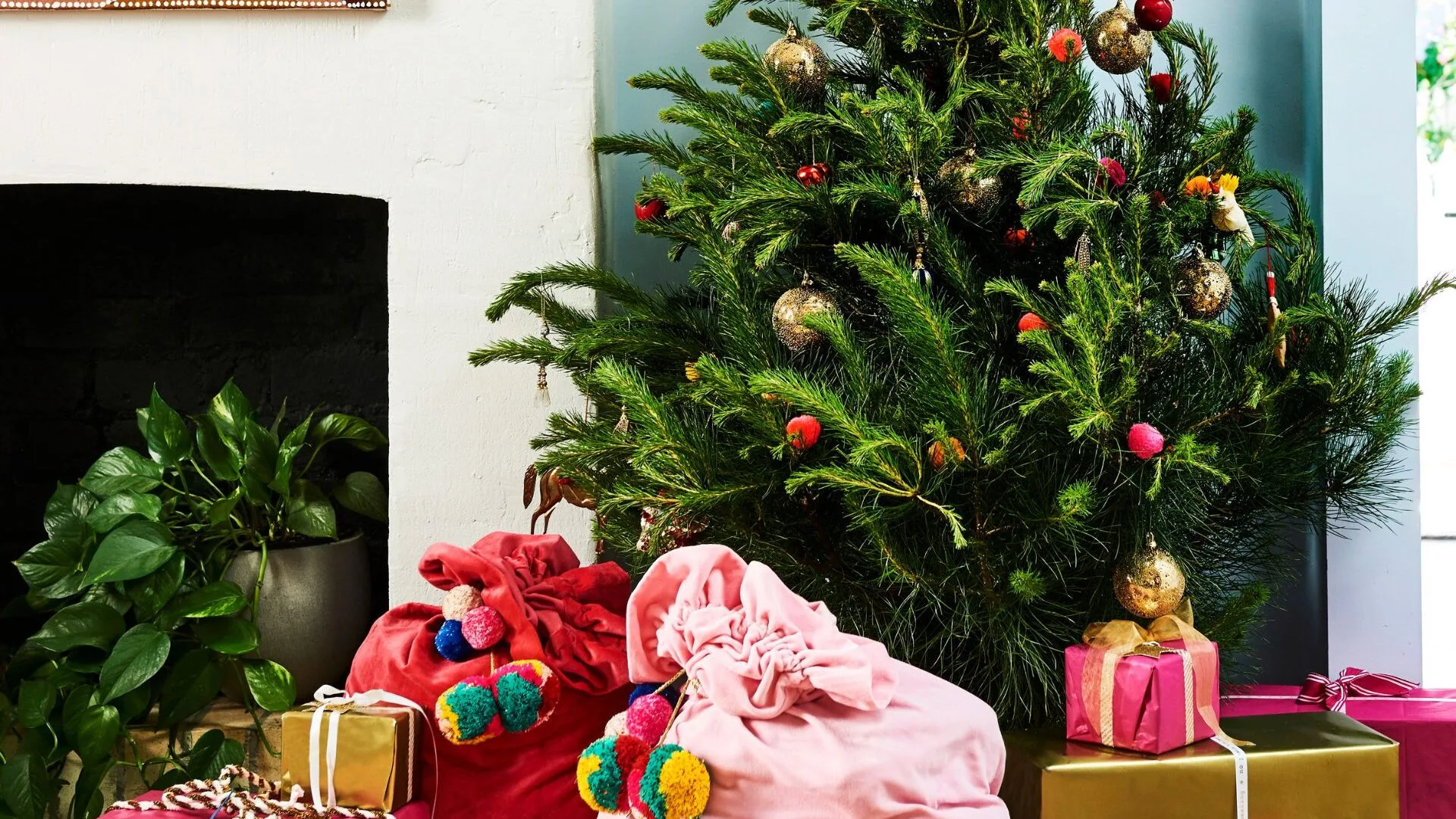 Where to buy the best real Christmas tree in Auckland, NZ