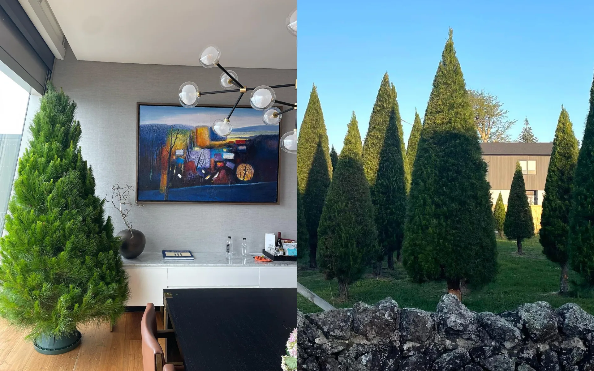 Where to buy the best real Christmas tree in Auckland, NZ