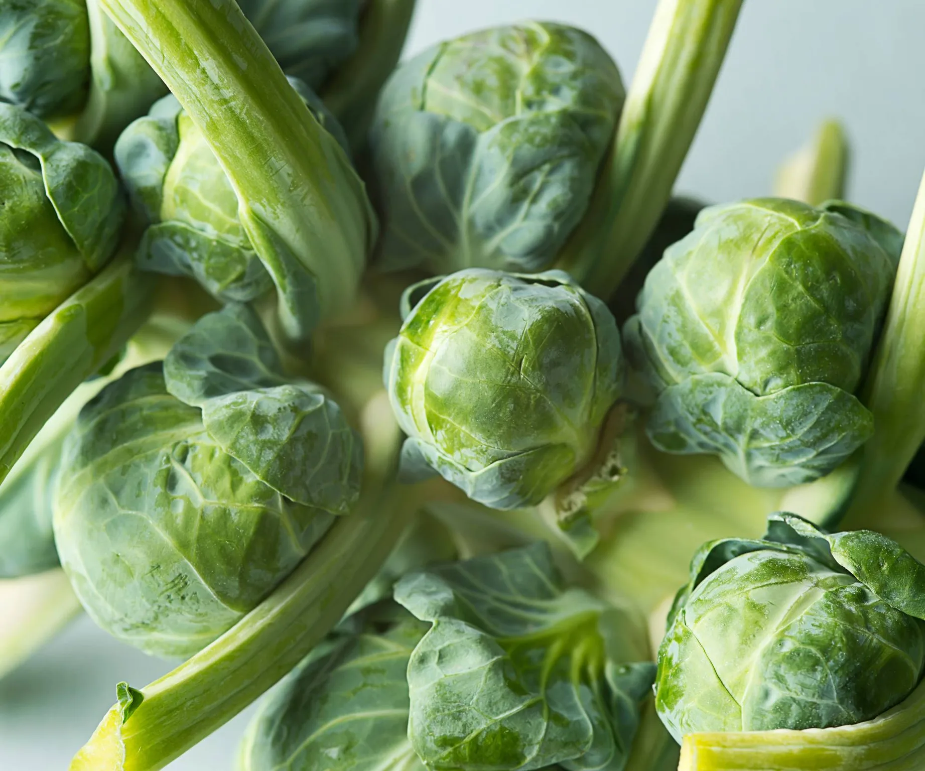 What you should be planting in your winter vegetable garden