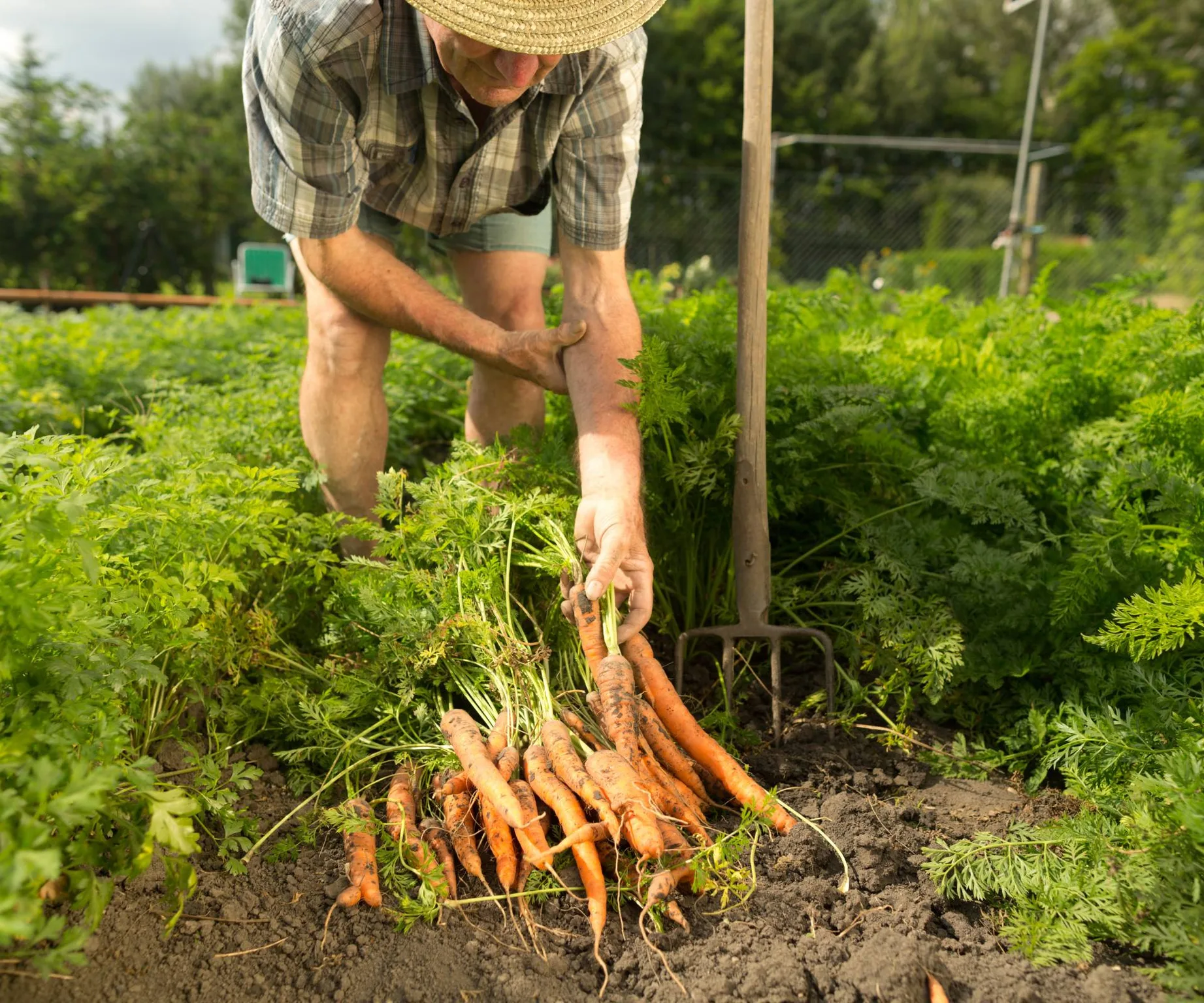 What you should be planting in your winter vegetable garden