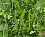 What you should be planting in your winter vegetable garden