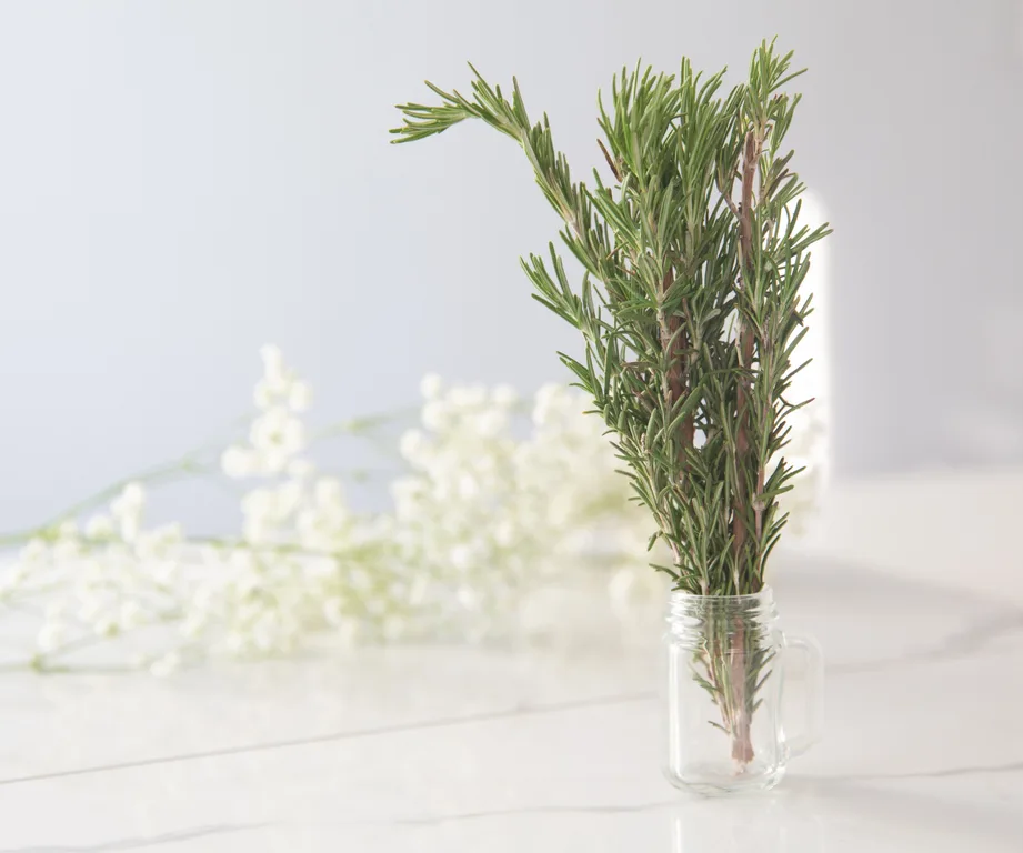 How to propagate and grow rosemary from cuttings