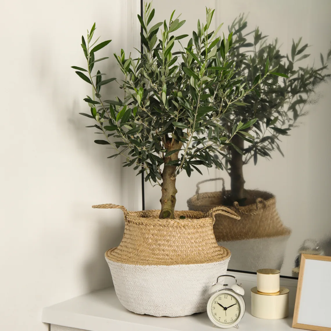 How to care for a Mediterranean-style potted olive tree
