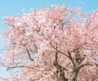 How to introduce Japanese garden styling into your urban space