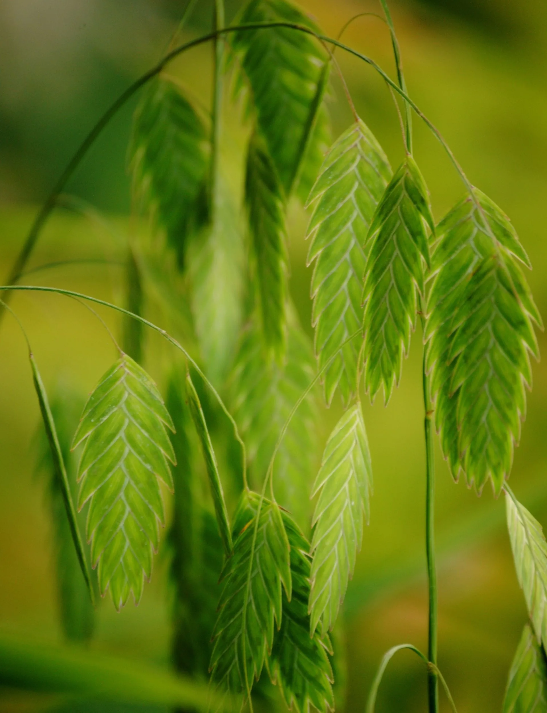 Top 10 Ornamental Grasses for New Zealand Gardens