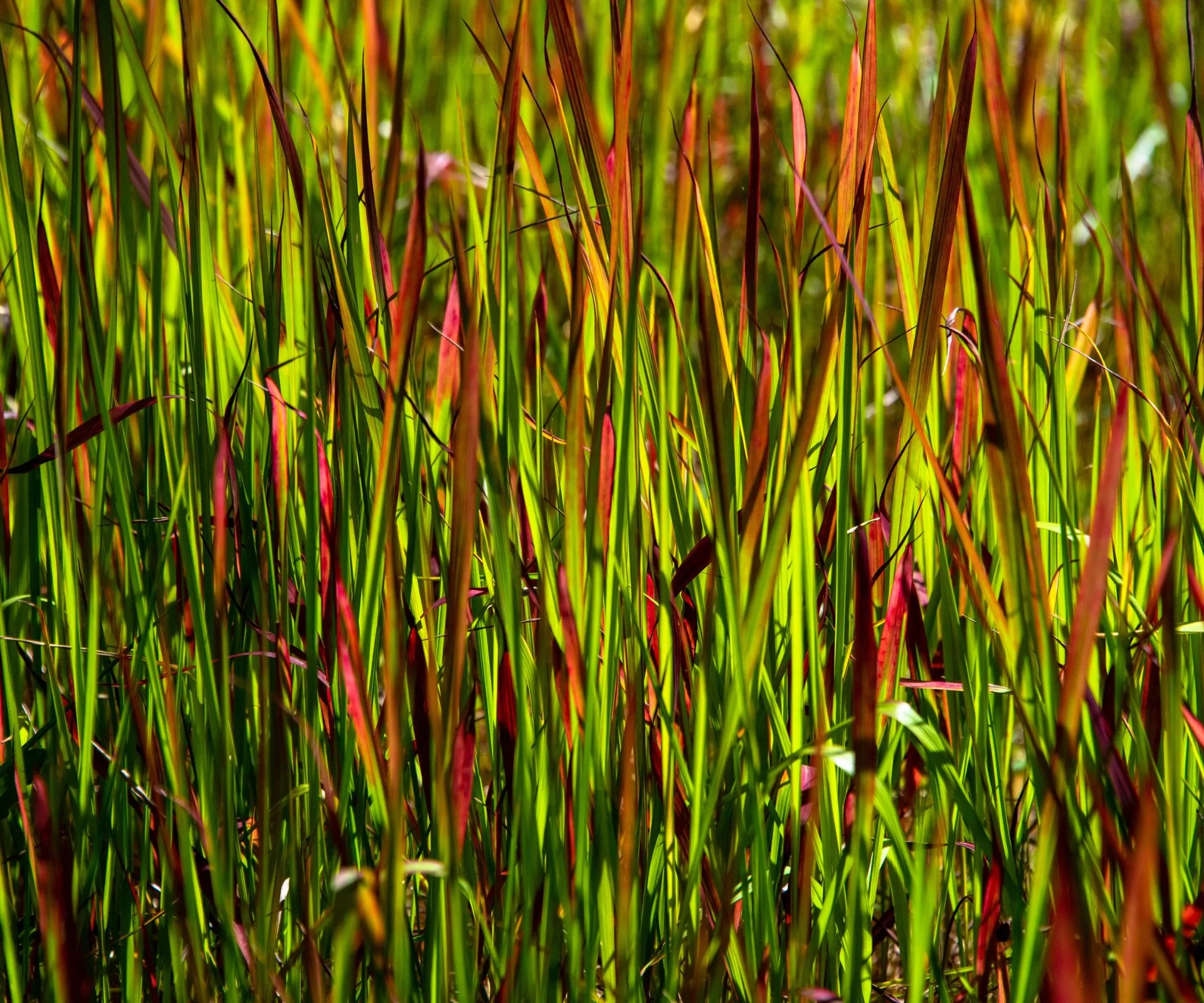 Top 10 Ornamental Grasses for New Zealand Gardens