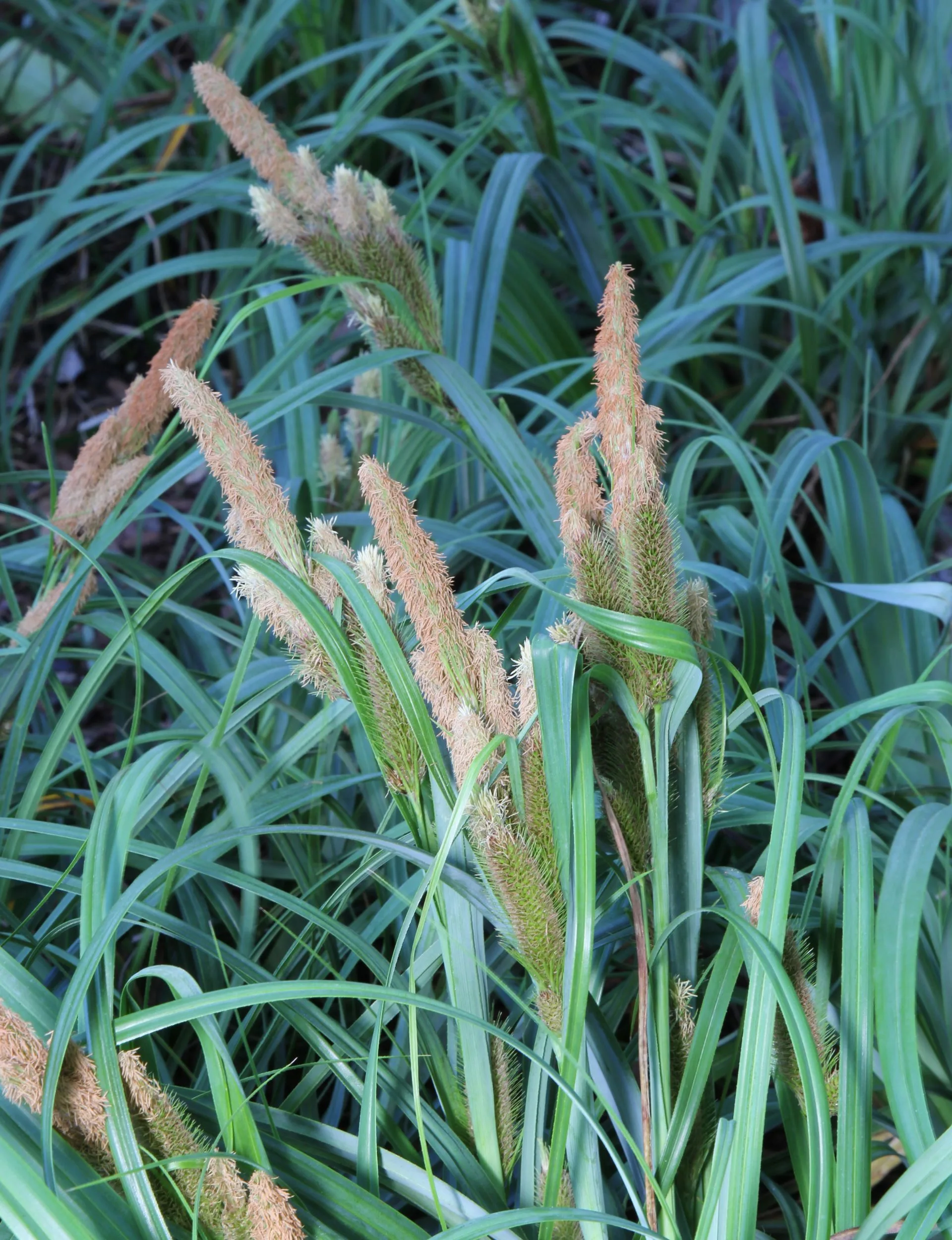 Top 10 Ornamental Grasses for New Zealand Gardens