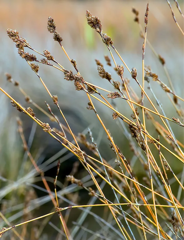 Top 10 Ornamental Grasses for New Zealand Gardens