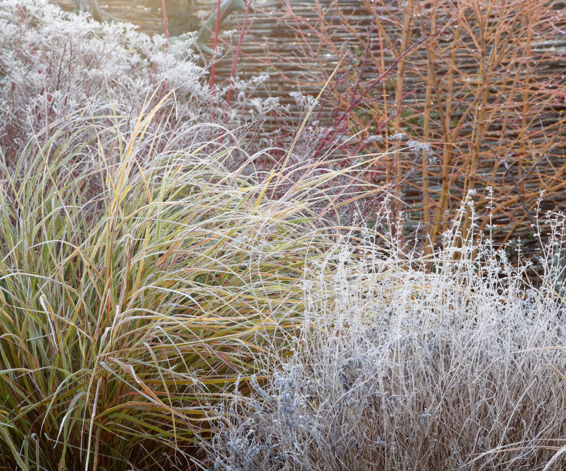 Top 10 Ornamental Grasses for New Zealand Gardens