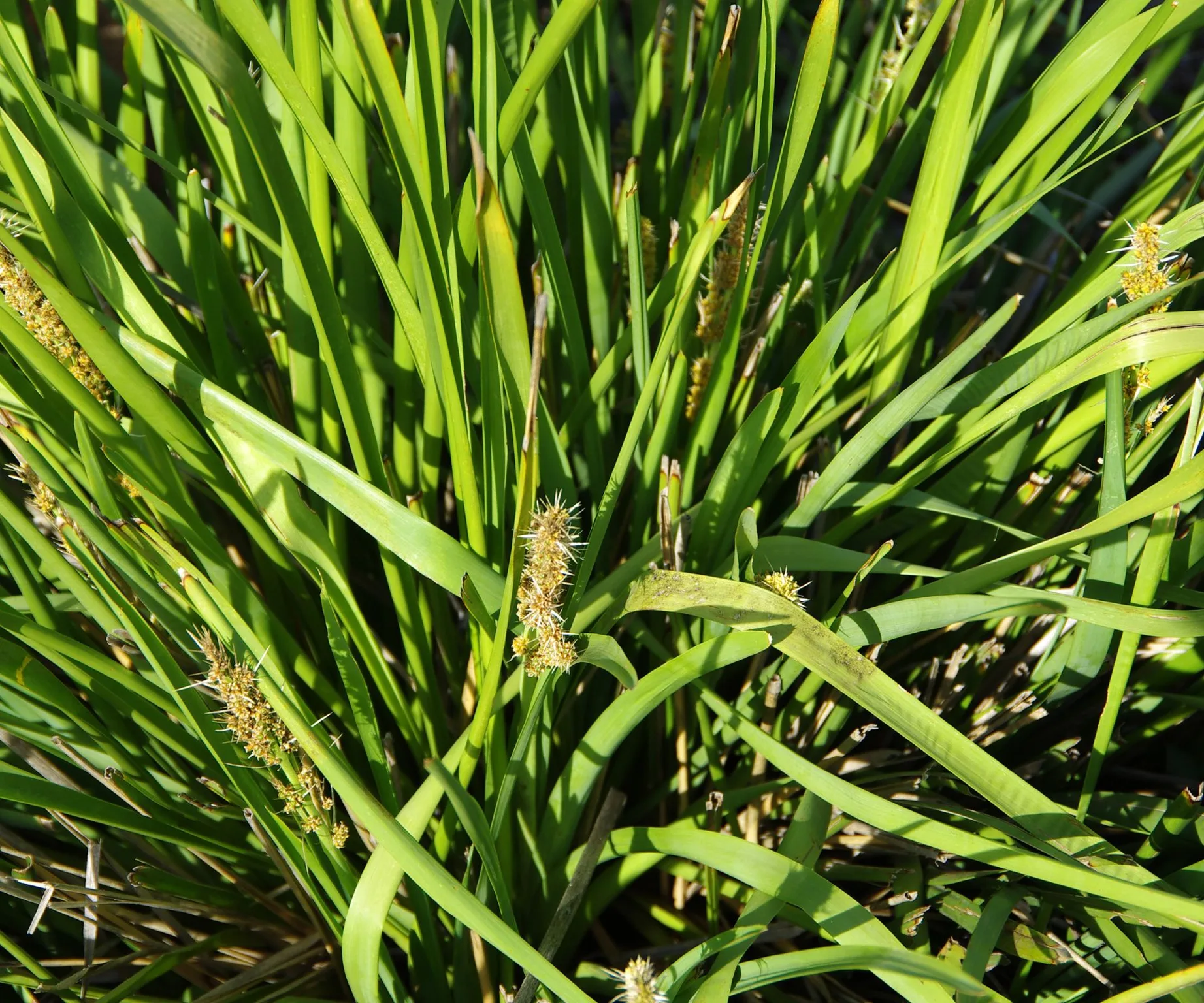 Top 10 Ornamental Grasses for New Zealand Gardens