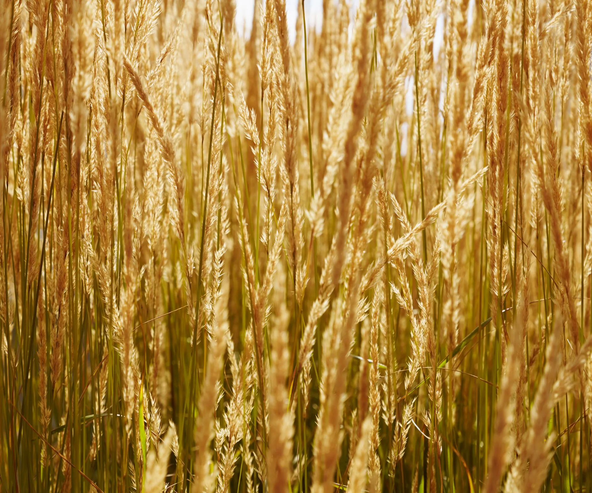 Top 10 Ornamental Grasses for New Zealand Gardens