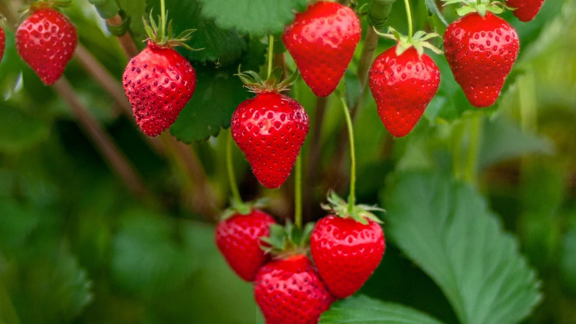 The berry best tips for growing strawberries at home