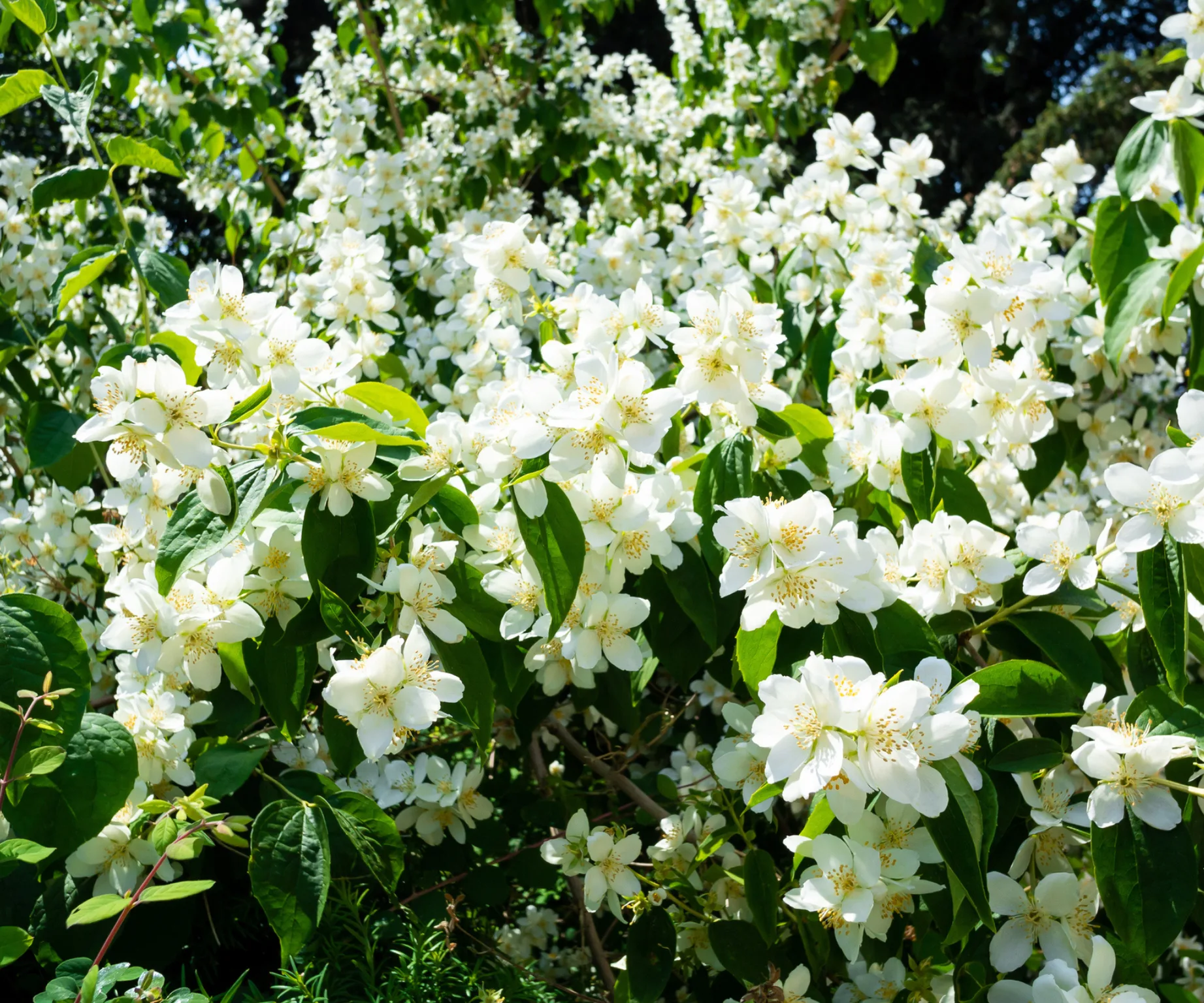14 plants with show-stopping white flowers to plant in your garden