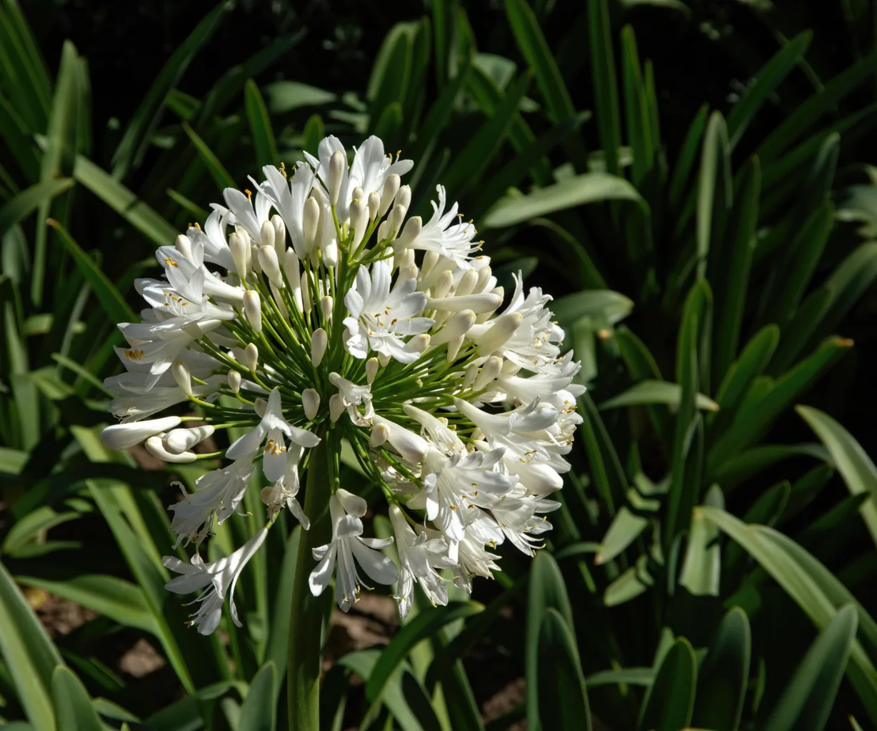 14 plants with show-stopping white flowers to plant in your garden