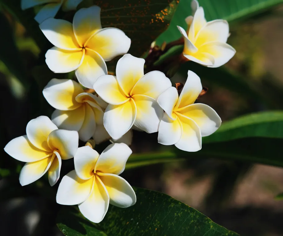 14 plants with show-stopping white flowers to plant in your garden