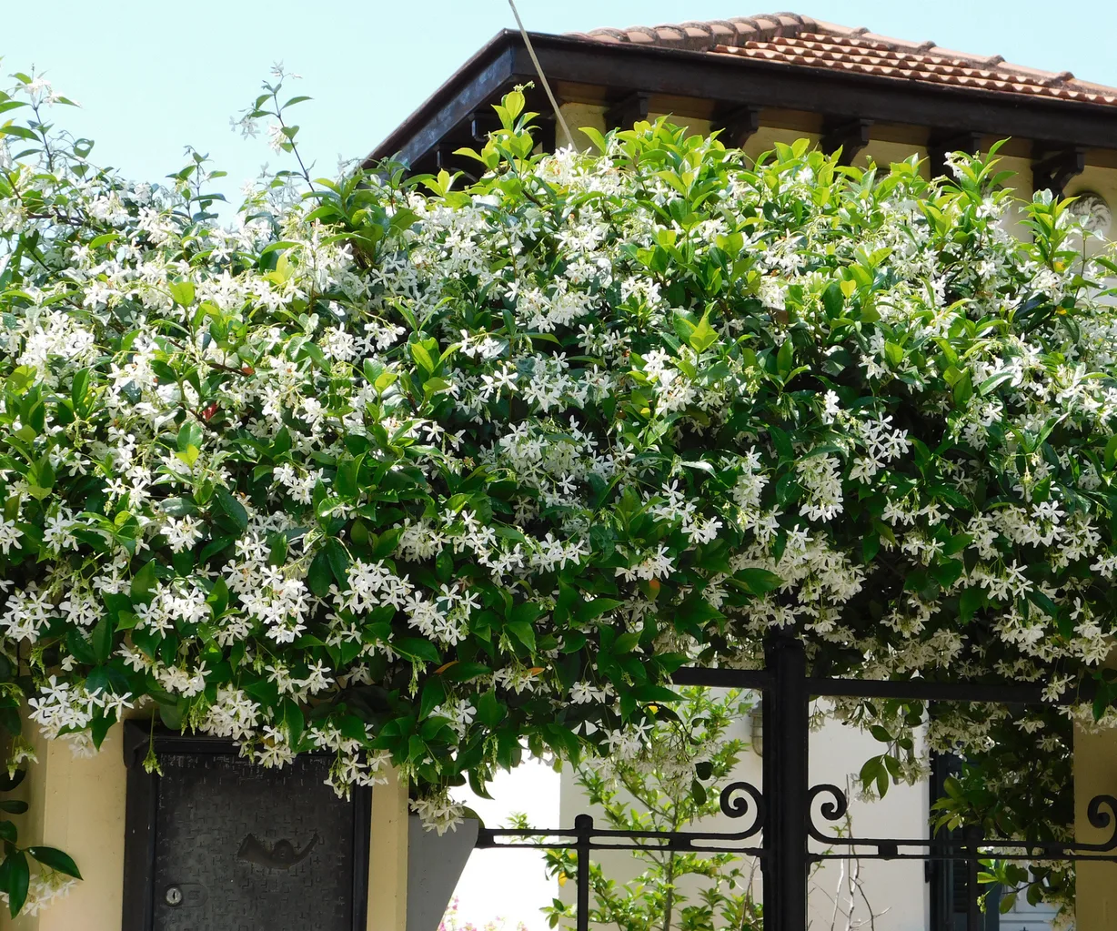 Some of the best climbing plants for every garden