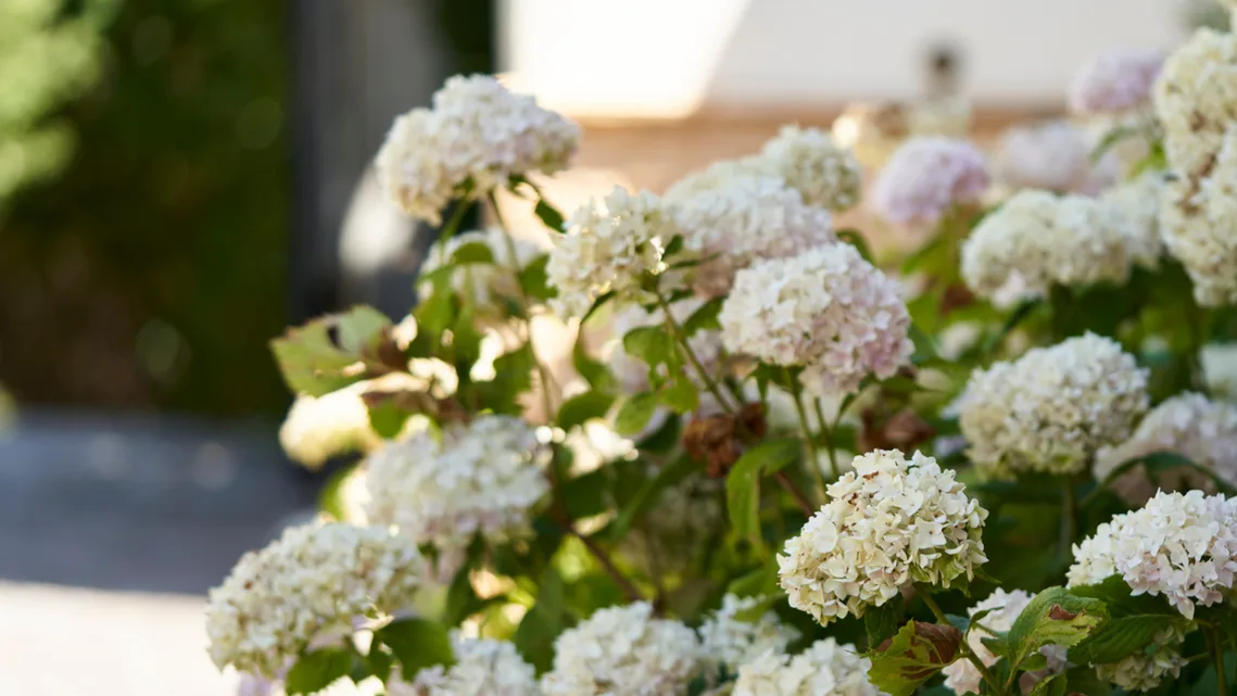 14 plants with show-stopping white flowers to plant in your garden
