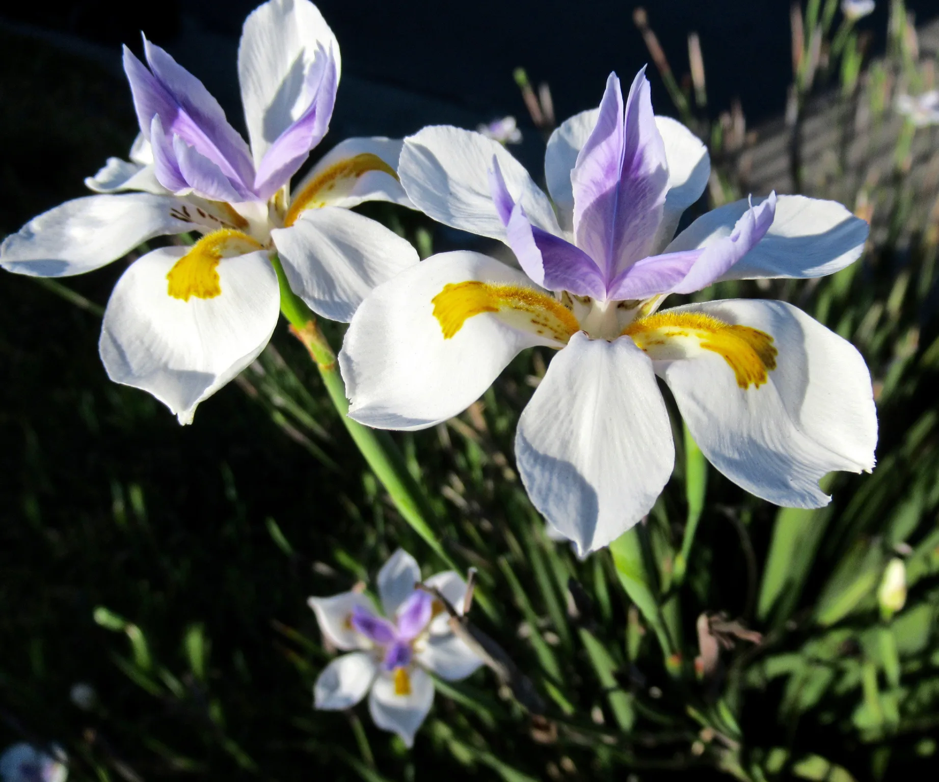 14 plants with show-stopping white flowers to plant in your garden
