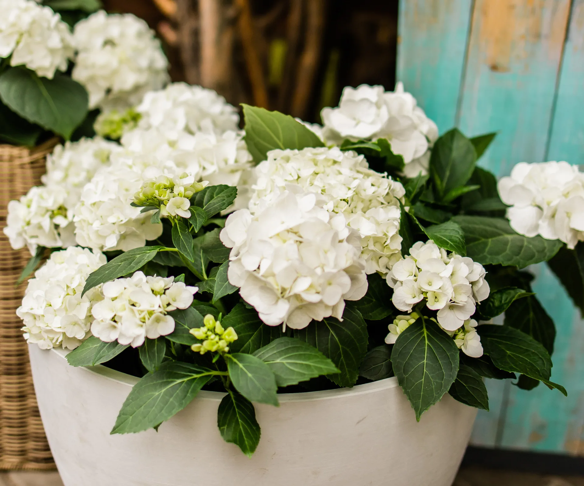 When to plant hydrangeas and how care for them in NZ