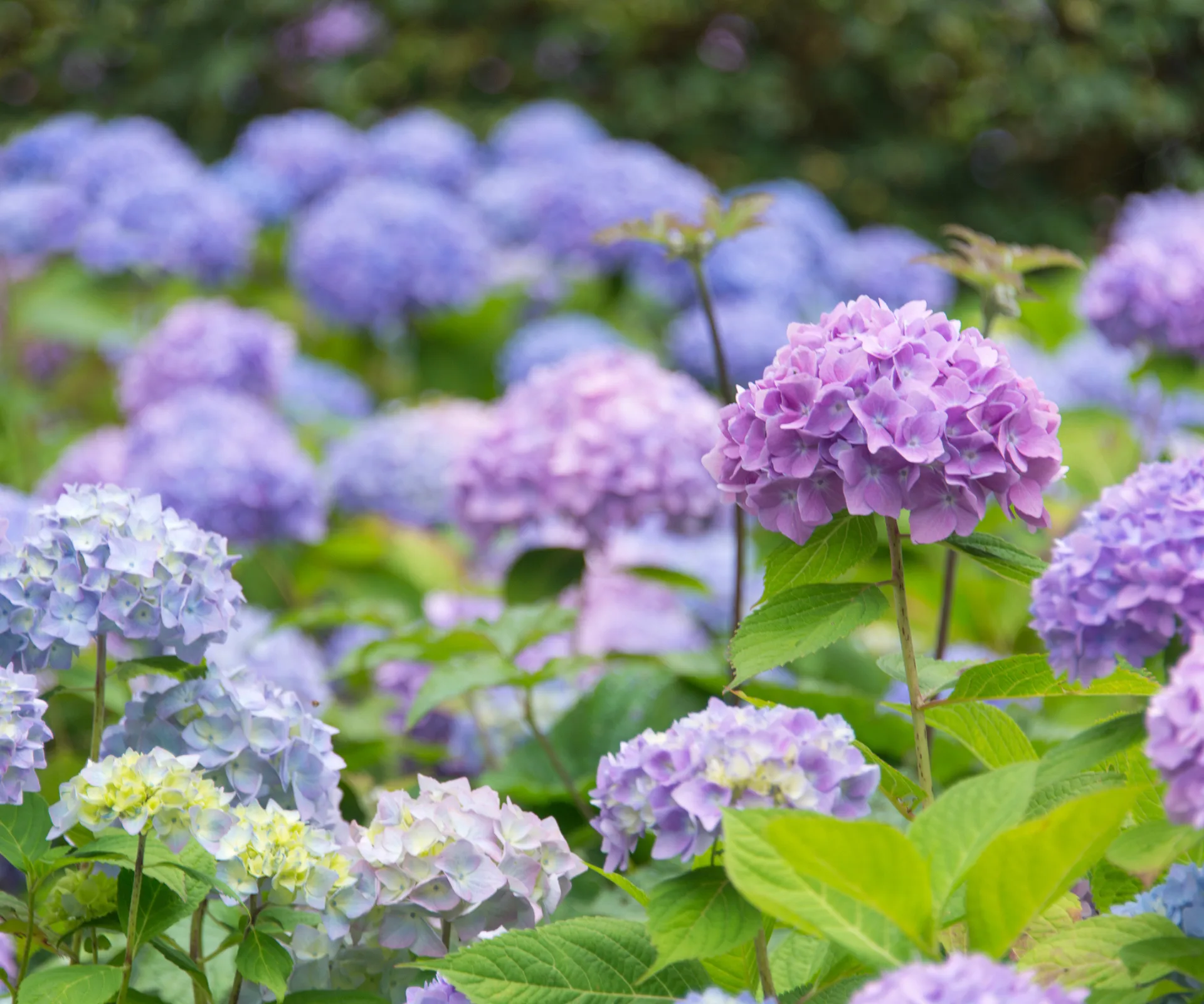 When to plant hydrangeas and how care for them in NZ