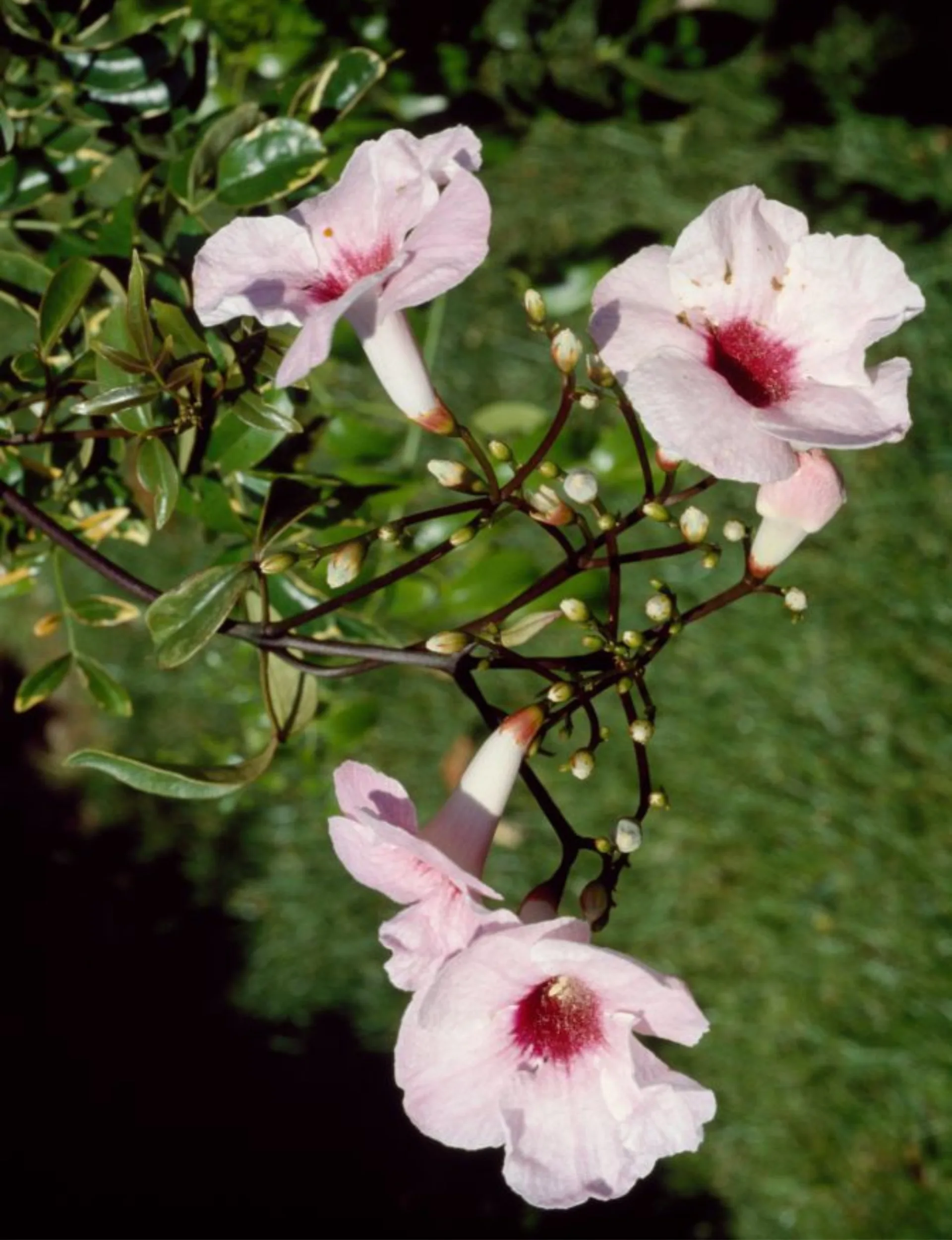 Some of the best climbing plants for every garden