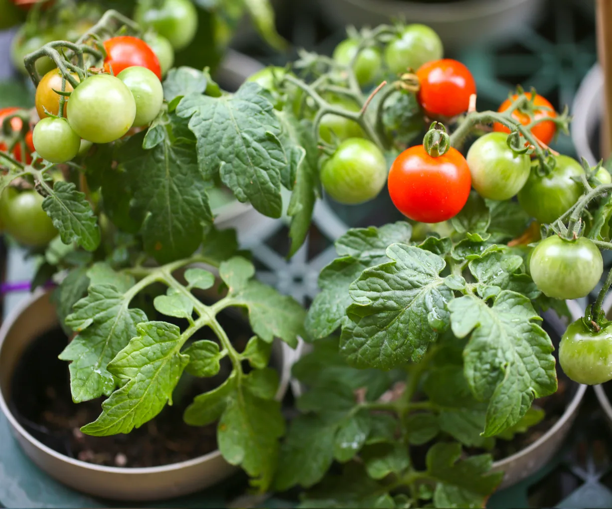 Gardening guide: How to grow and care for cherry tomatoes