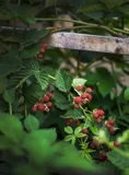 How to grow sweet, delicious raspberries in New Zealand