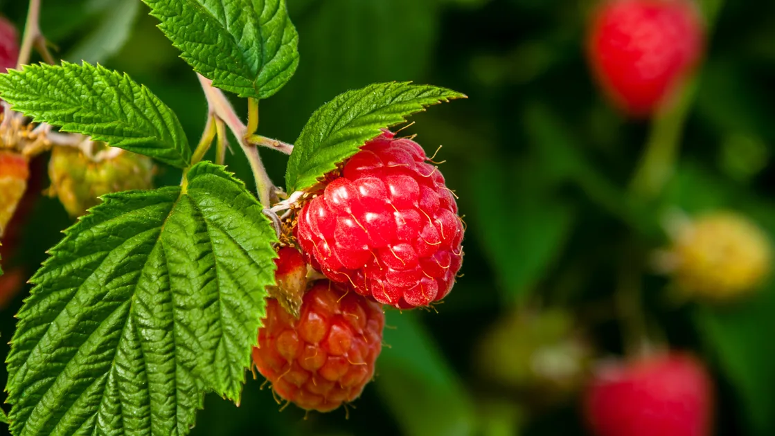 How to grow sweet, delicious raspberries in New Zealand