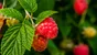 How to grow sweet, delicious raspberries in New Zealand