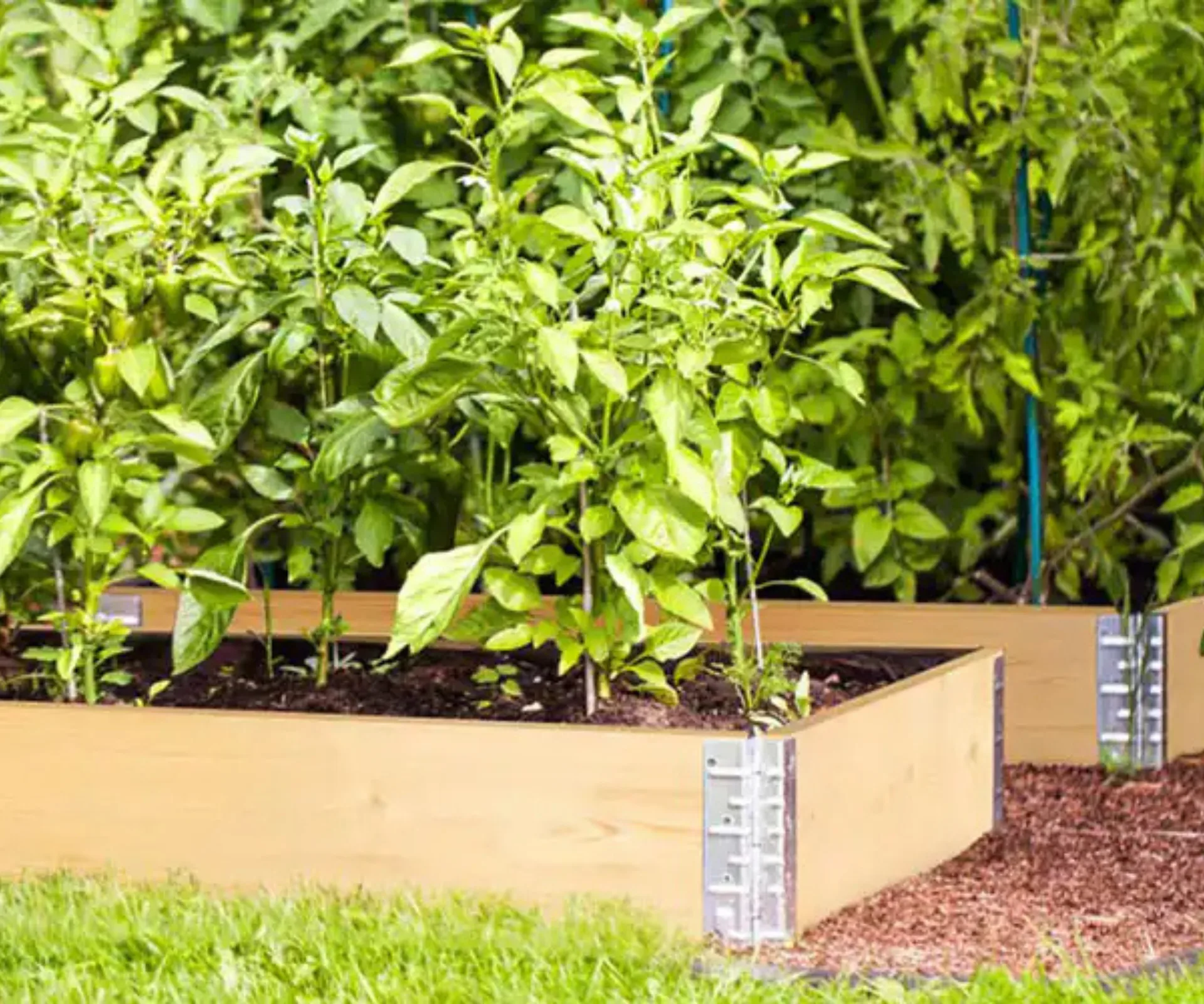 Absolutely everything to know about raised garden beds