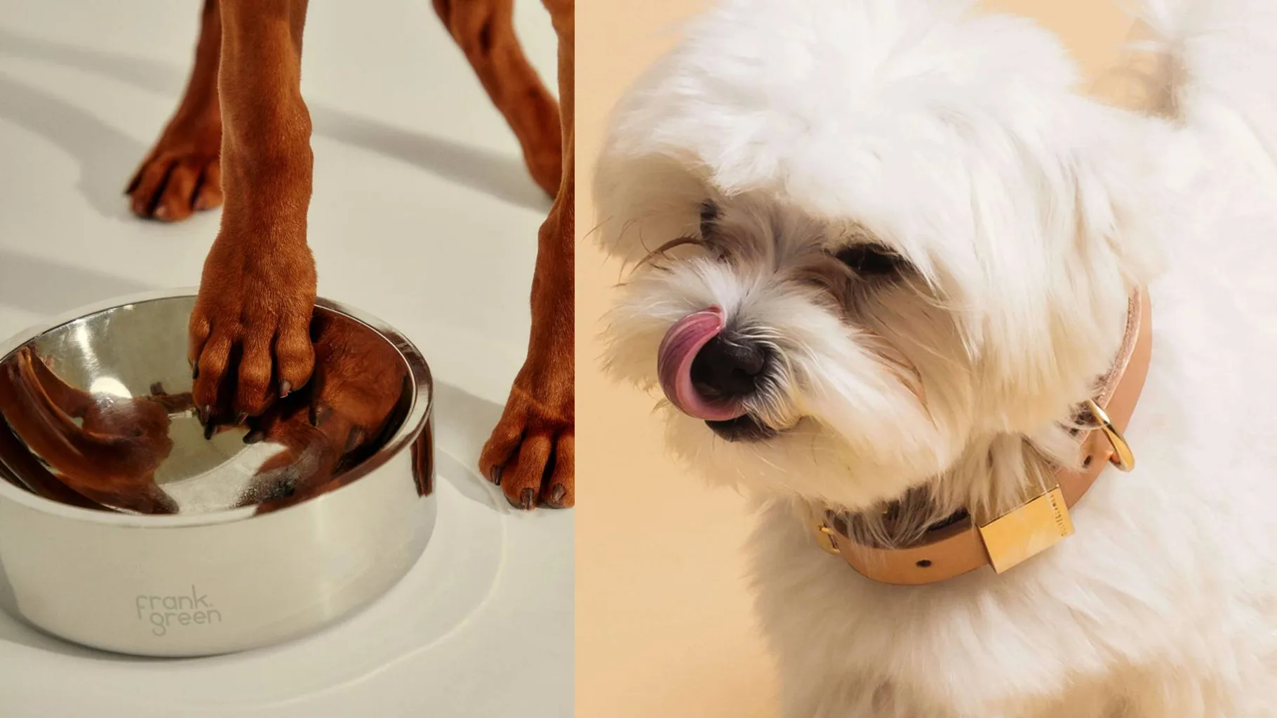 These pet accessories are so glam, your fur baby will be proud