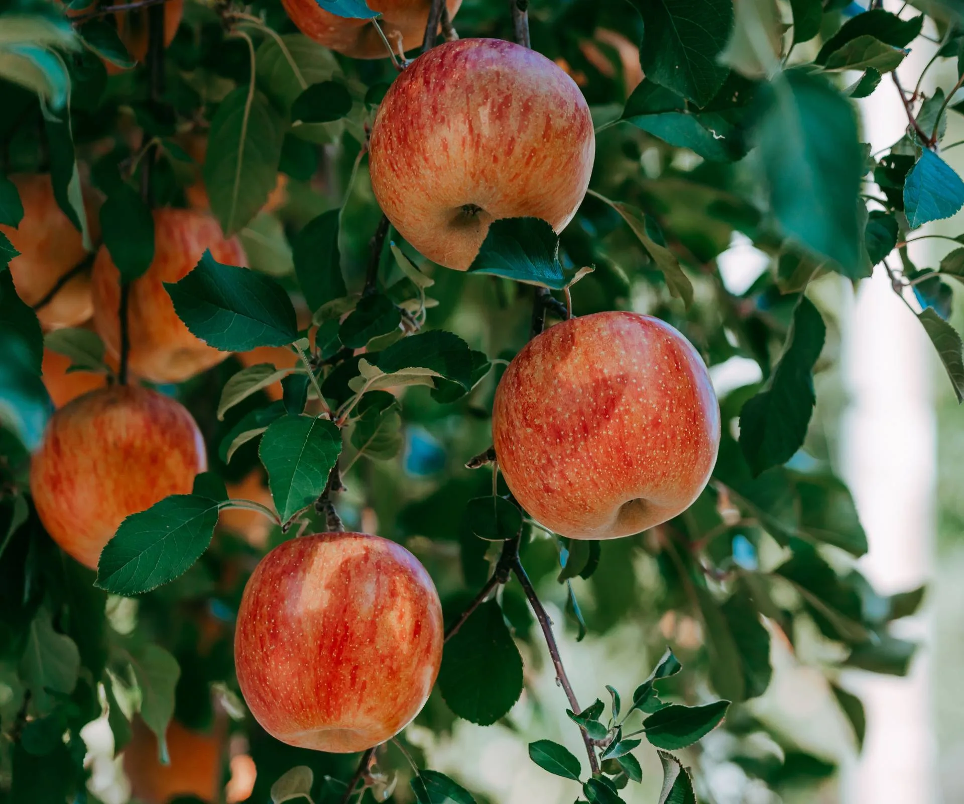 The best fruit trees for a Kiwi backyard