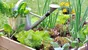 Garden Guide 2025: Spring vegetables to plant in NZ