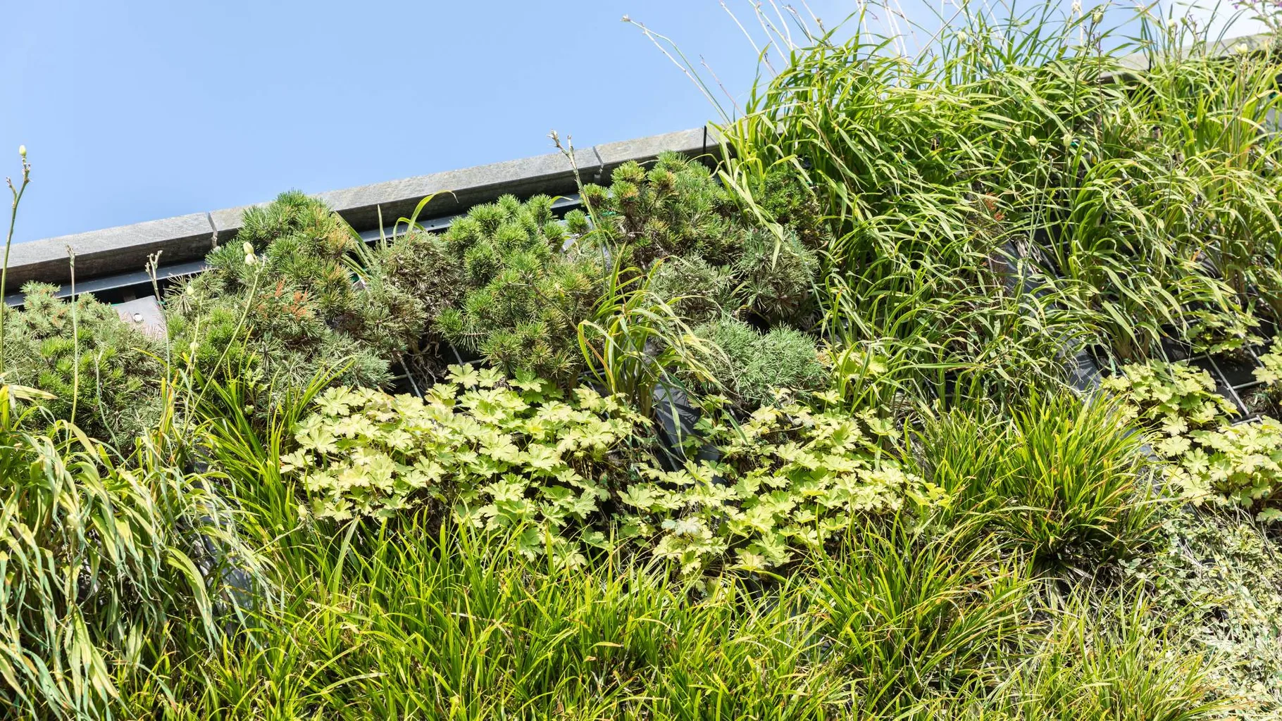 An expert's guide to vertical gardens