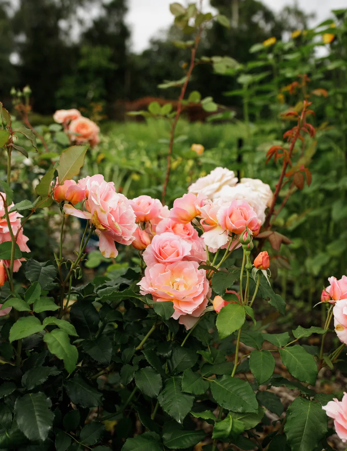 Lisa Bindon: Sustainable flower farmer on the Matakana Coast